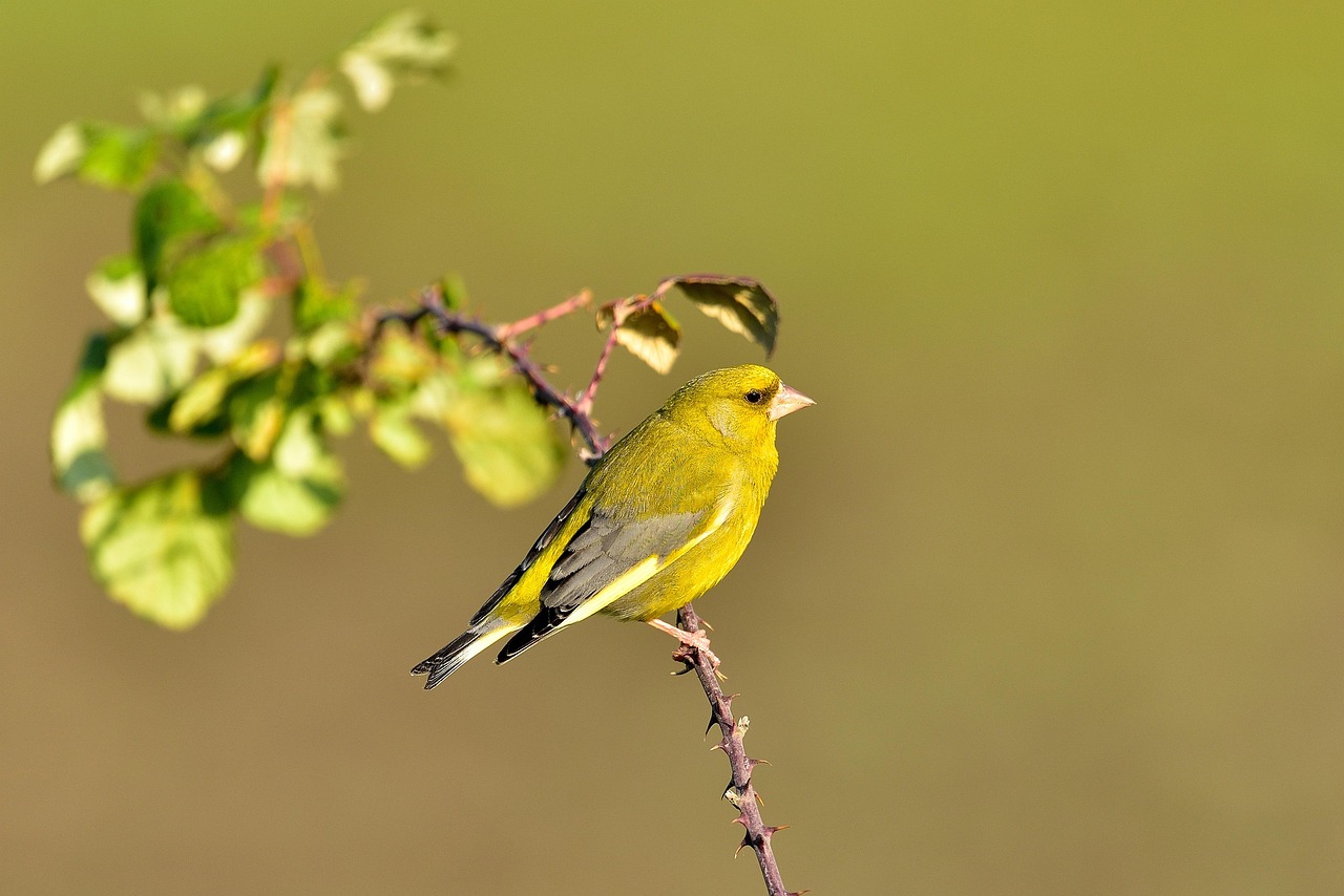 100+ Free Greenfinch & Bird Images - Pixabay