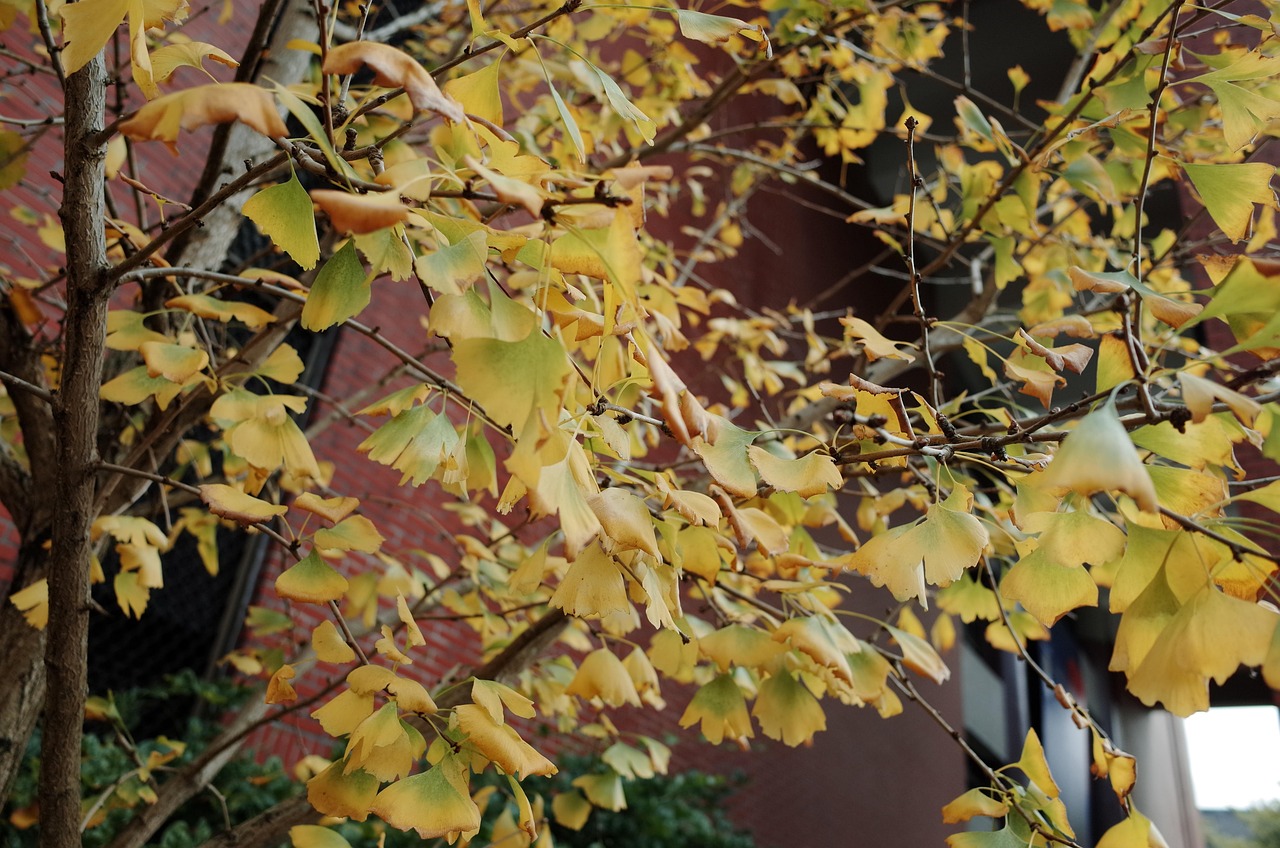 Yellow Plant - Free photo on Pixabay - Pixabay