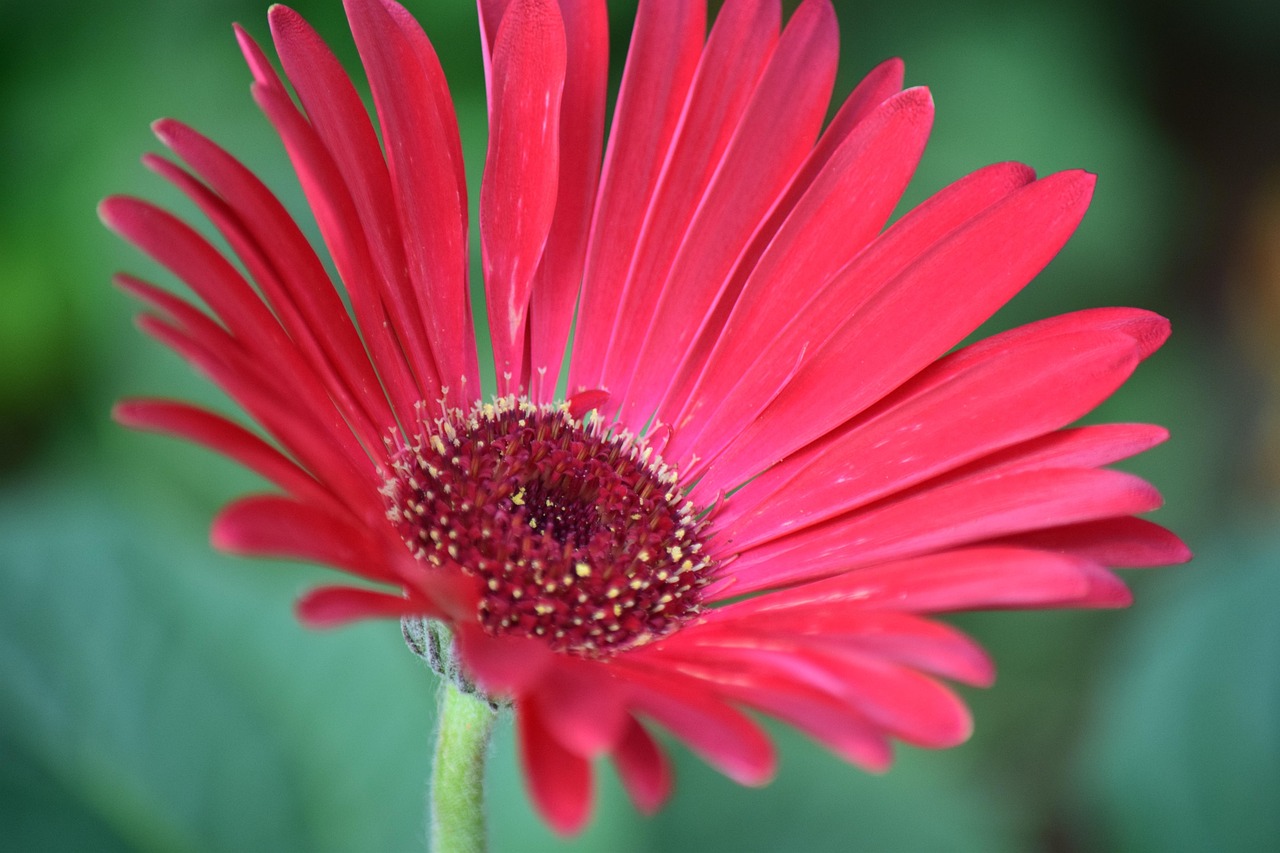 Flowers Bloom Blossom - Free photo on Pixabay - Pixabay