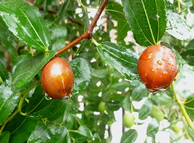 Buckthorn Tree Shrub - Free photo on Pixabay - Pixabay
