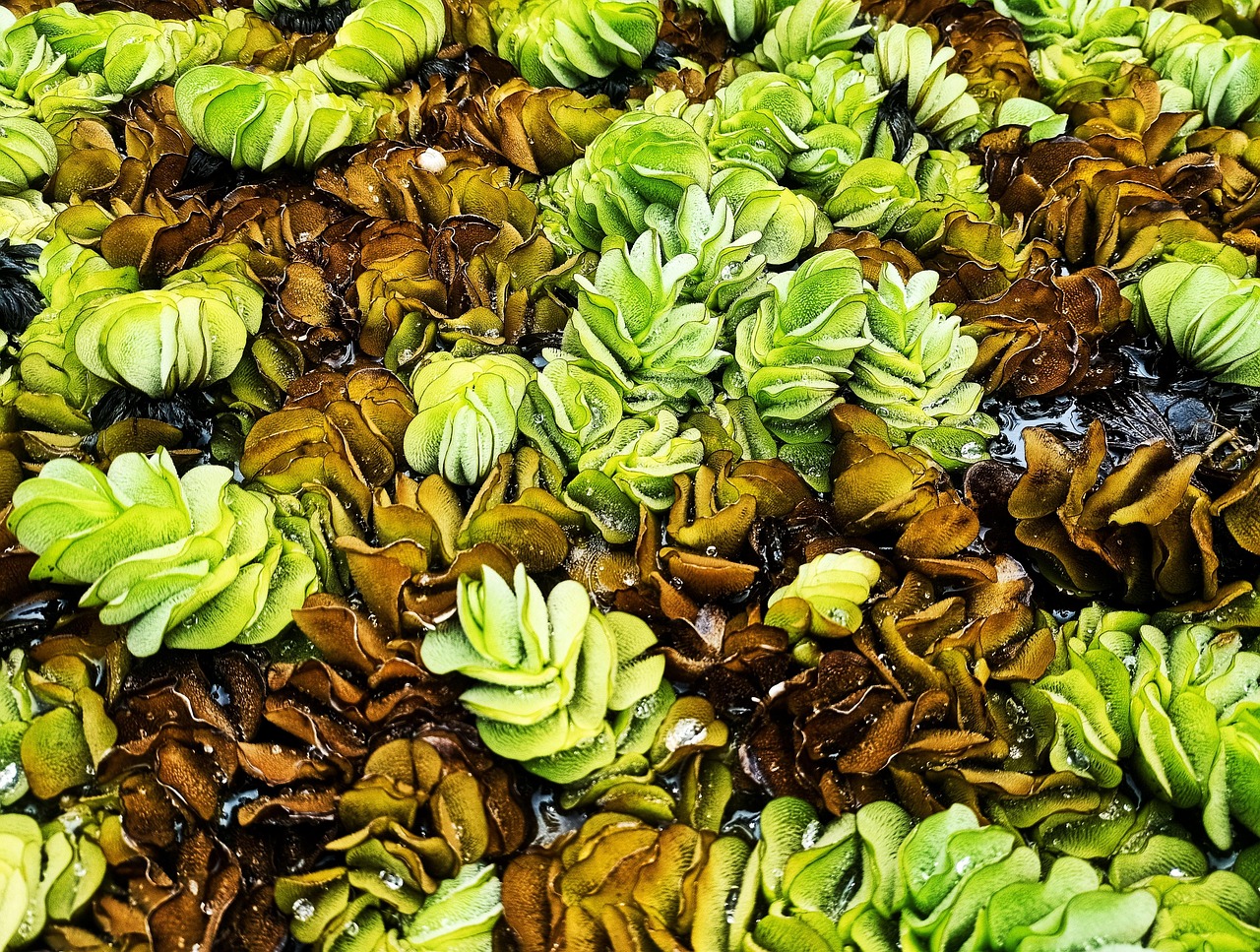 Planta Flora Botânica - Foto gratuita no Pixabay - Pixabay