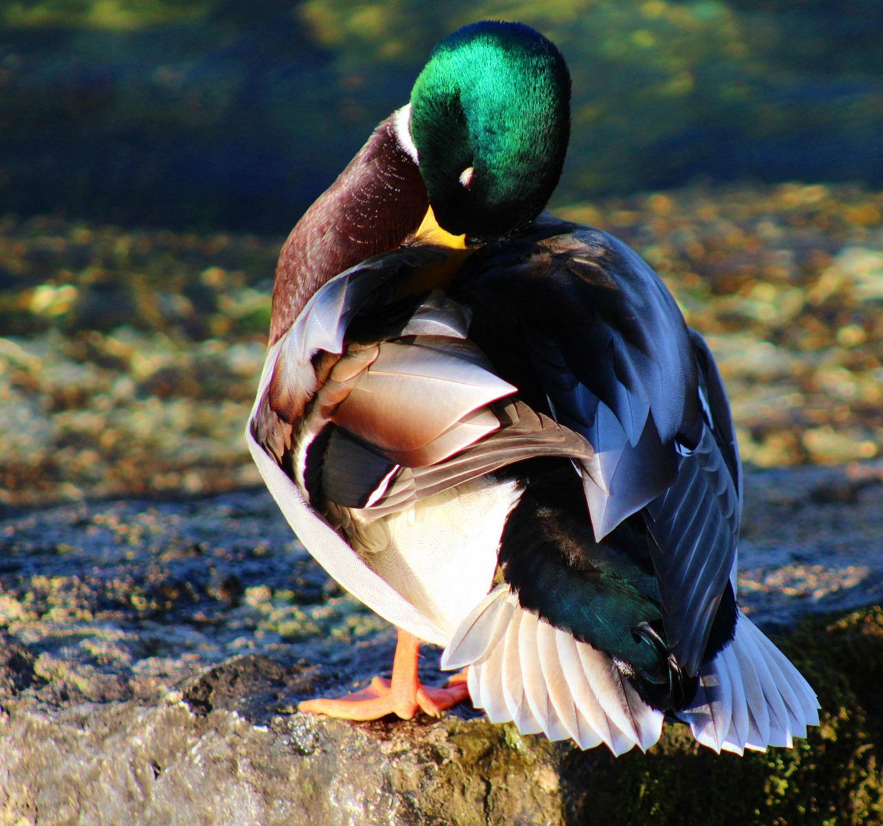 Mallard Duck Riverbank - Free photo on Pixabay
