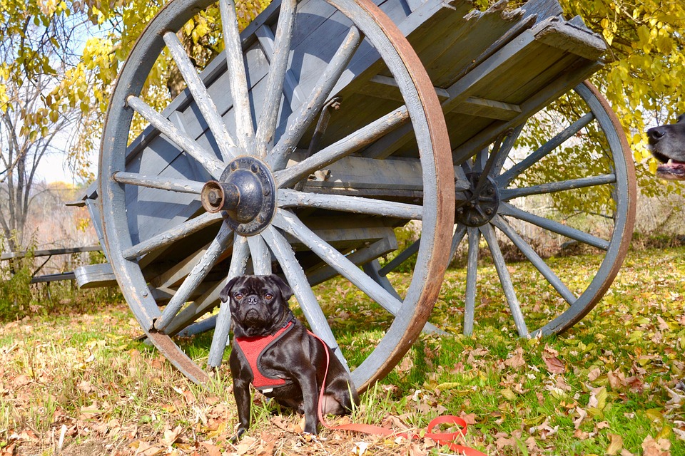 Dog Pug Wagon - Free photo on Pixabay - Pixabay