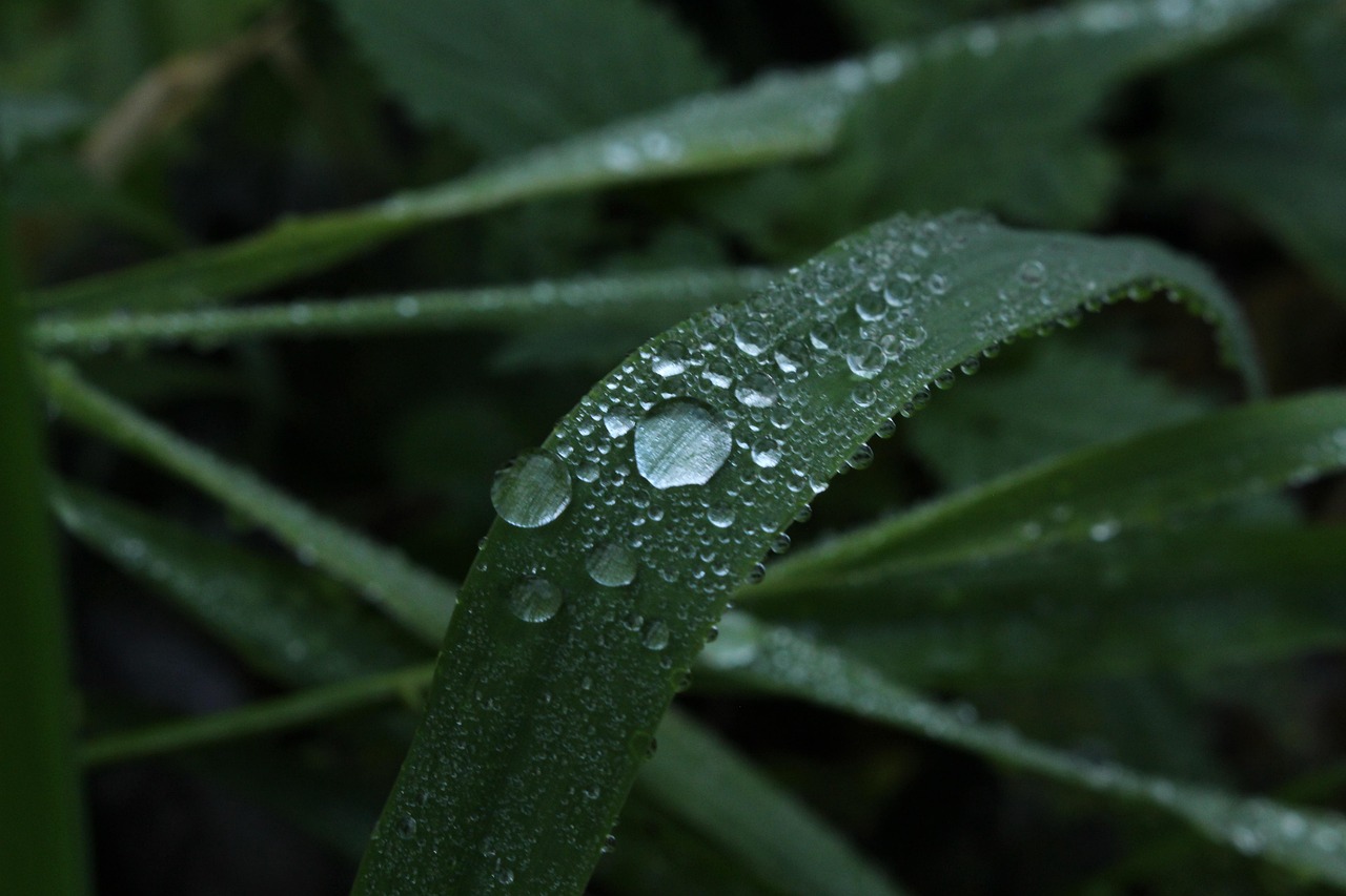 Dew Water Droplets Grass - Free photo on Pixabay - Pixabay