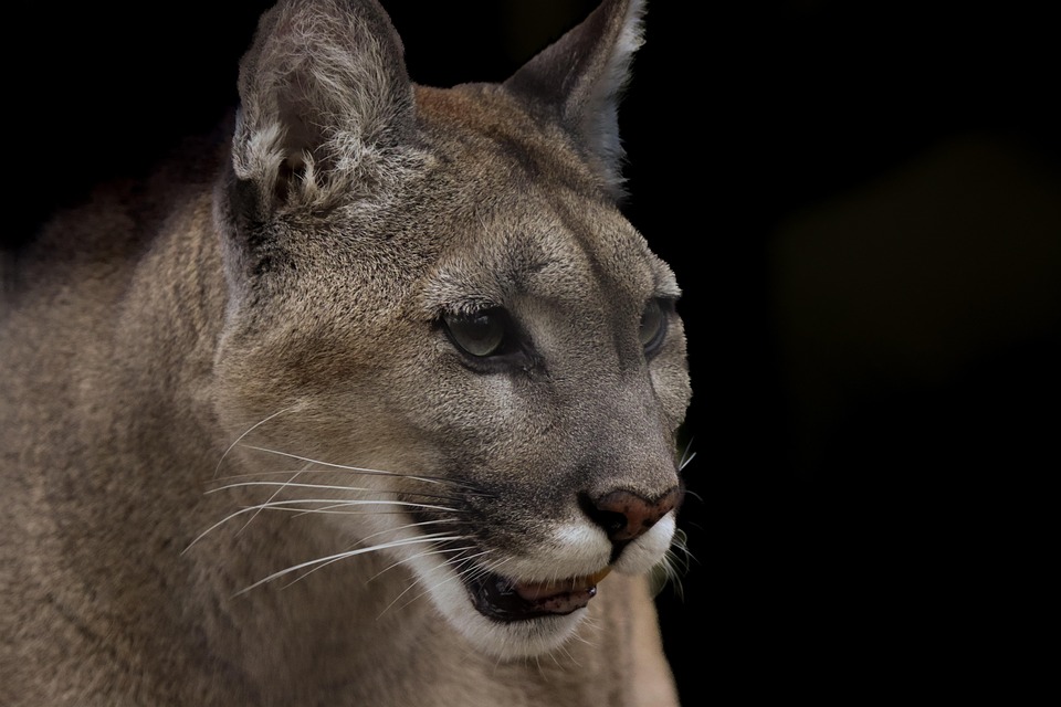 Panther Animal Wildlife - Free photo on Pixabay