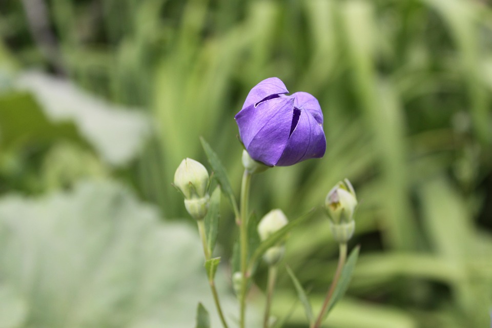 Flower Buds Balloon - Free photo on Pixabay
