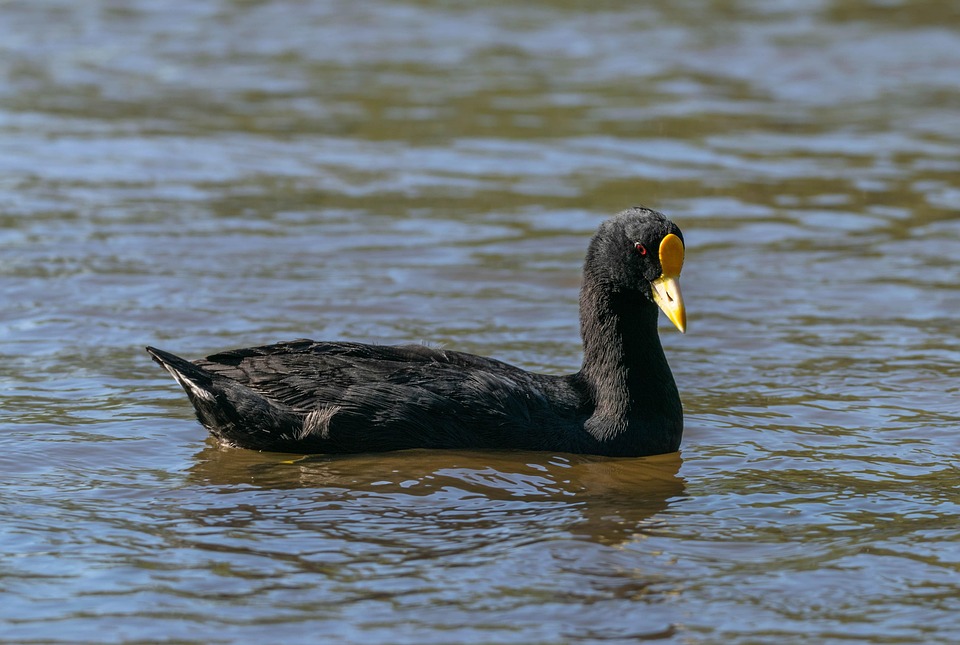 Coot Girl Fulica Leucoptera - Free photo on Pixabay