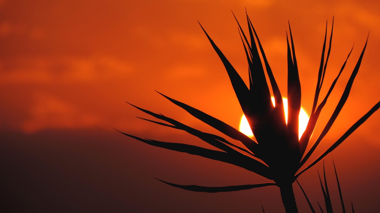 Más de 300 000 imágenes gratis de Planta De Yuca y Planta - Pixabay