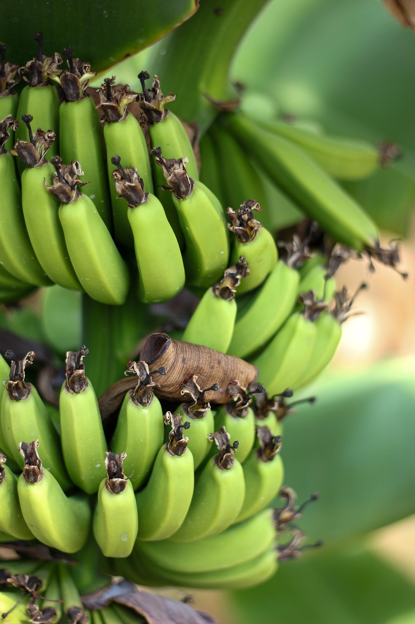 Banana Bananas Fruits - Free photo on Pixabay - Pixabay