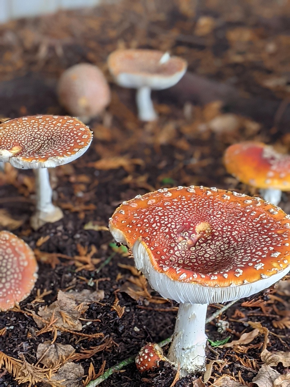 Cogumelo Cogumelos Fungos - Foto gratuita no Pixabay - Pixabay