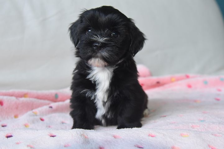 10+ Free Black Havanese & Havanese Images - Pixabay