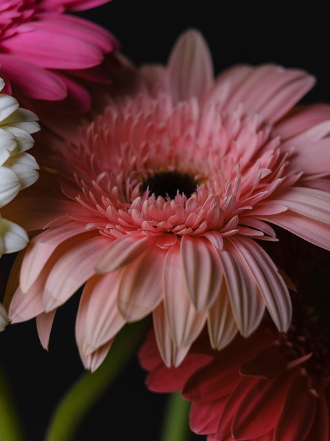 Gerbera Flor Planta - Foto gratis en Pixabay