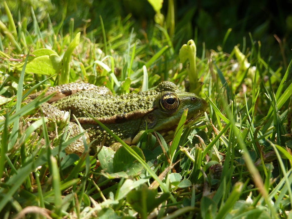 Frog Animal Vertebrate - Free photo on Pixabay - Pixabay