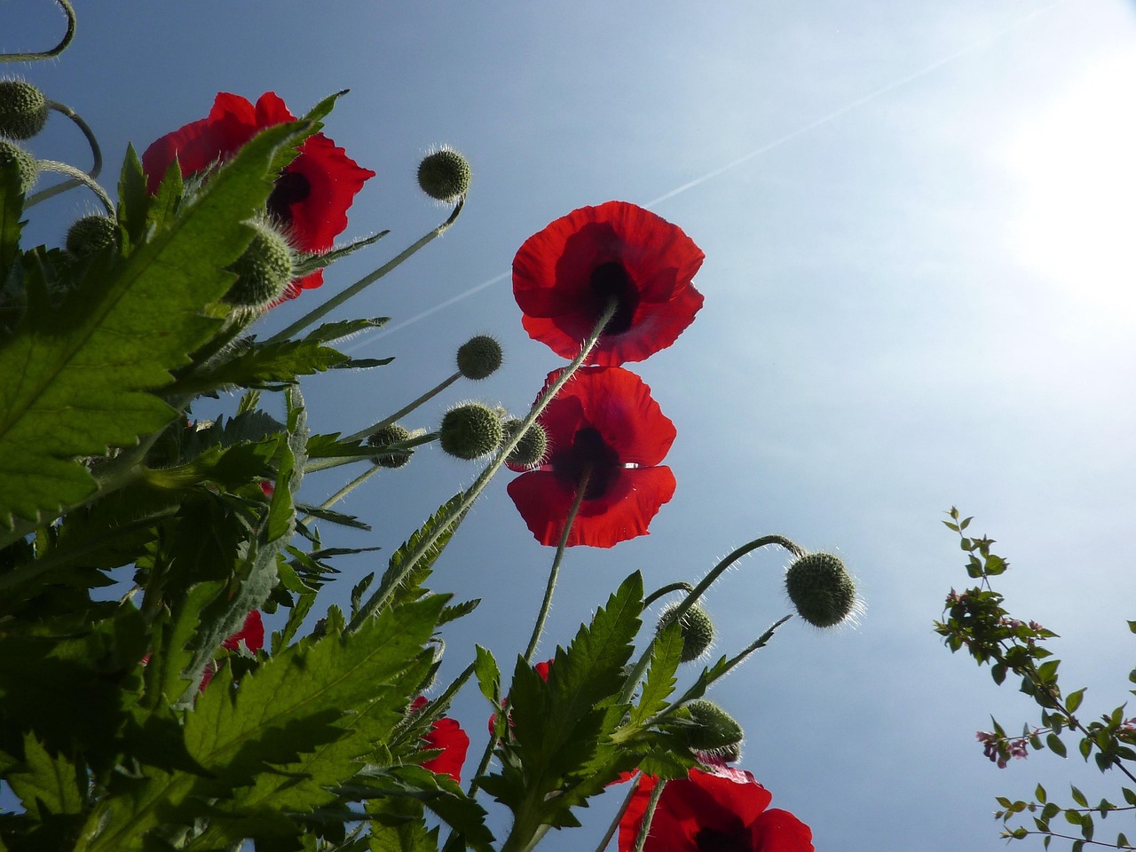 Květy Máku Jednoletá Bylina Vlčí - Fotografie zdarma na Pixabay - Pixabay