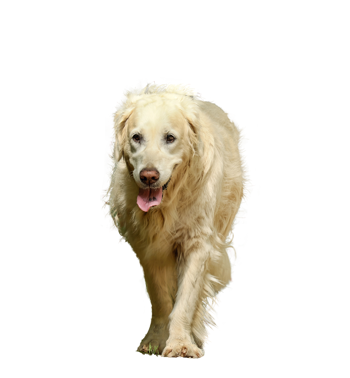 Download Dog, Domestic Animal, Isolated. Royalty-Free Stock ...