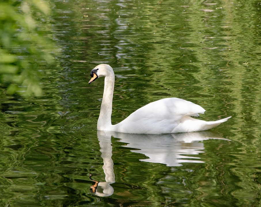 Cisne Branco Lago - Foto gratuita no Pixabay