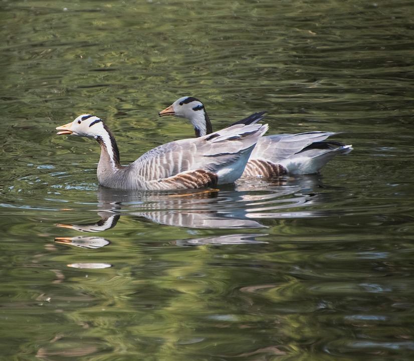 Vögel Barköpfige Gans Vogelkunde - Kostenloses Foto auf Pixabay
