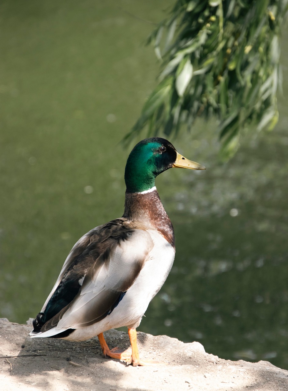 Burung Bebek Mallard - Foto gratis di Pixabay - Pixabay