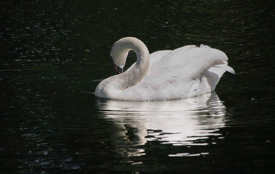Cisne Blanco Estanque - Foto gratis en Pixabay