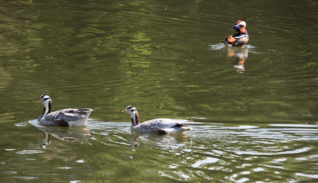 Birds Bar-Headed Goose Ornithology - Free photo on Pixabay - Pixabay