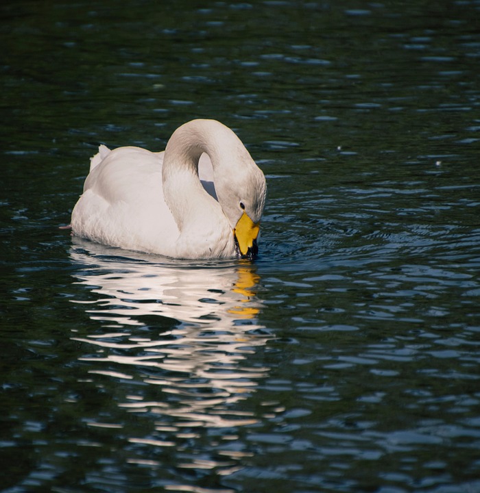 Weißer Schwan Teich - Kostenloses Foto auf Pixabay