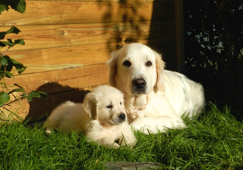 Golden Retriever Baby - Free photo on Pixabay - Pixabay