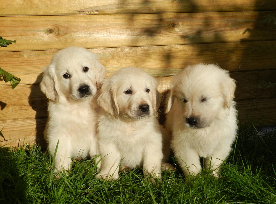 Cachorros Golden Retriever Perros - Foto gratis en Pixabay