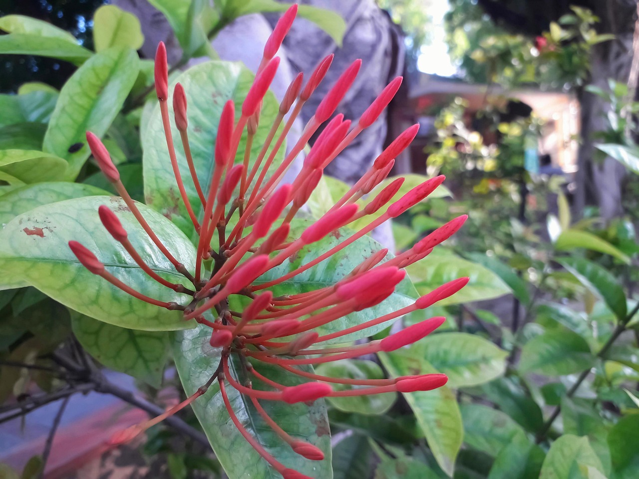 Ixora Jungle Geranium - Free photo on Pixabay - Pixabay