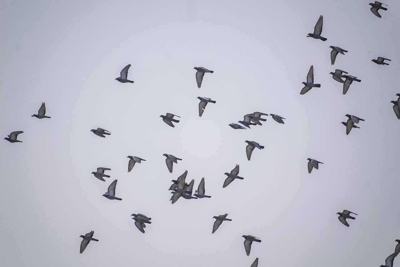 Pigeons Flock Wild - Free photo on Pixabay - Pixabay