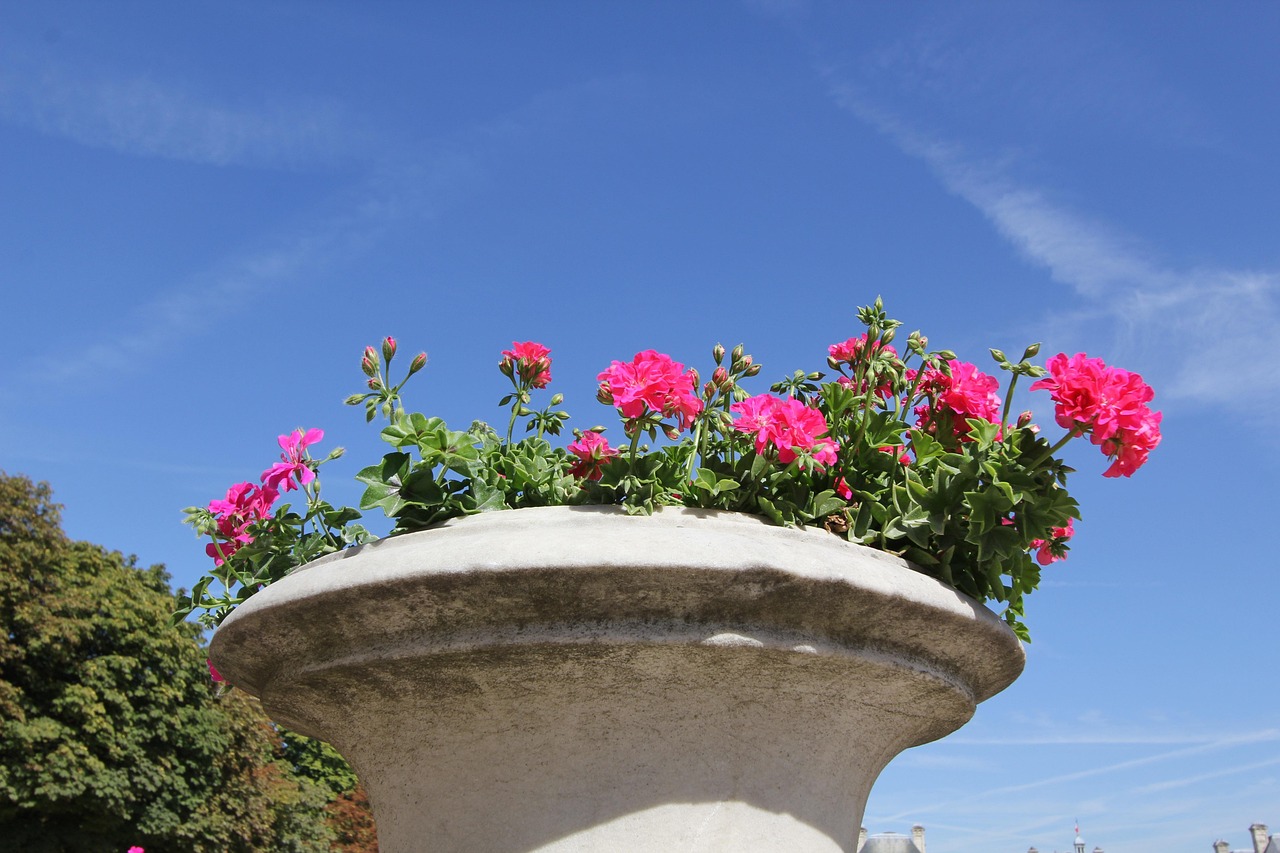 Paris Flower Blue - Free photo on Pixabay - Pixabay