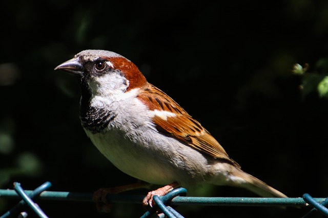 Bird Sparrow Sperling - Free photo on Pixabay