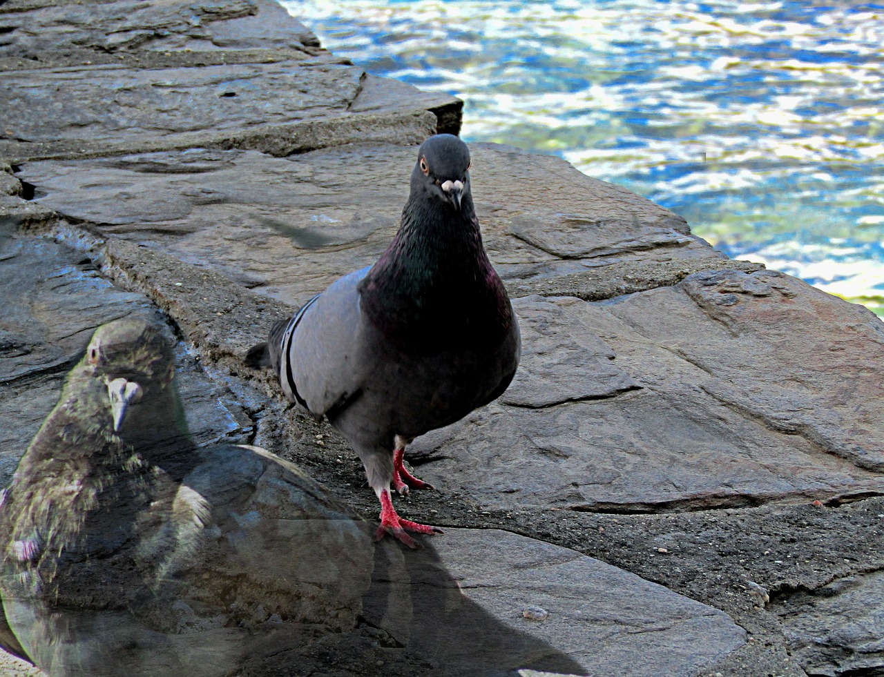 Paloma Des Oiseaux La Nature - Photo gratuite sur Pixabay - Pixabay