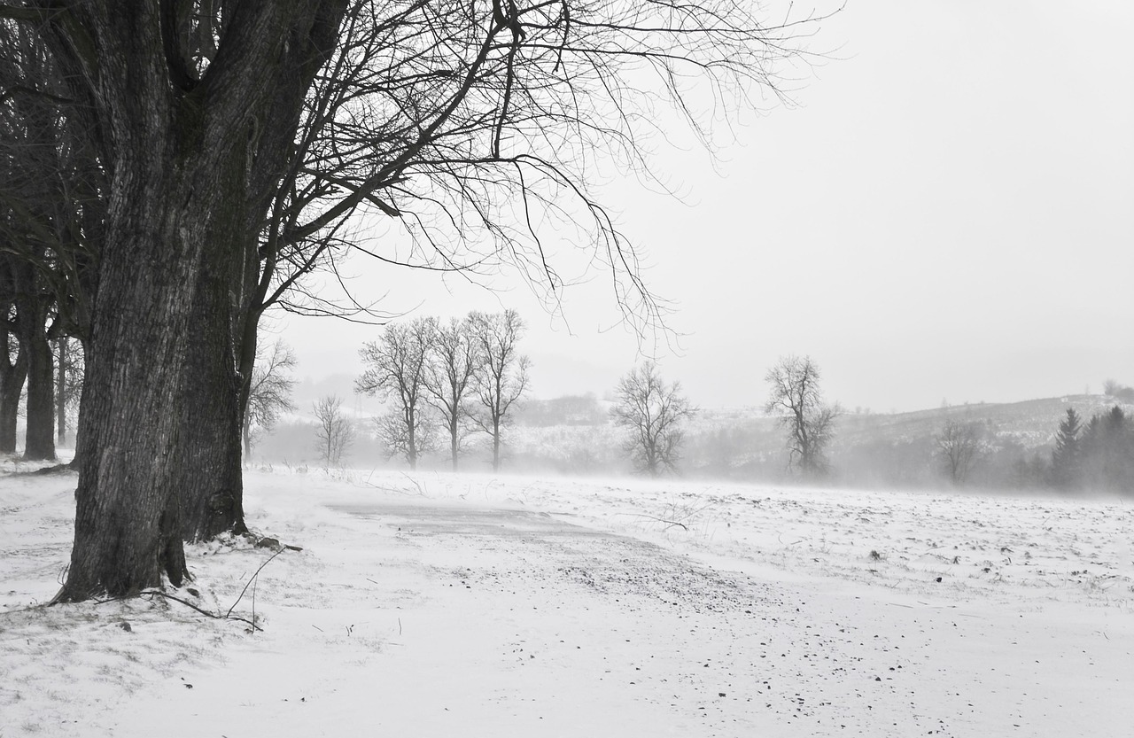 Winter Schnee Schneesturm - Kostenloses Foto auf Pixabay - Pixabay