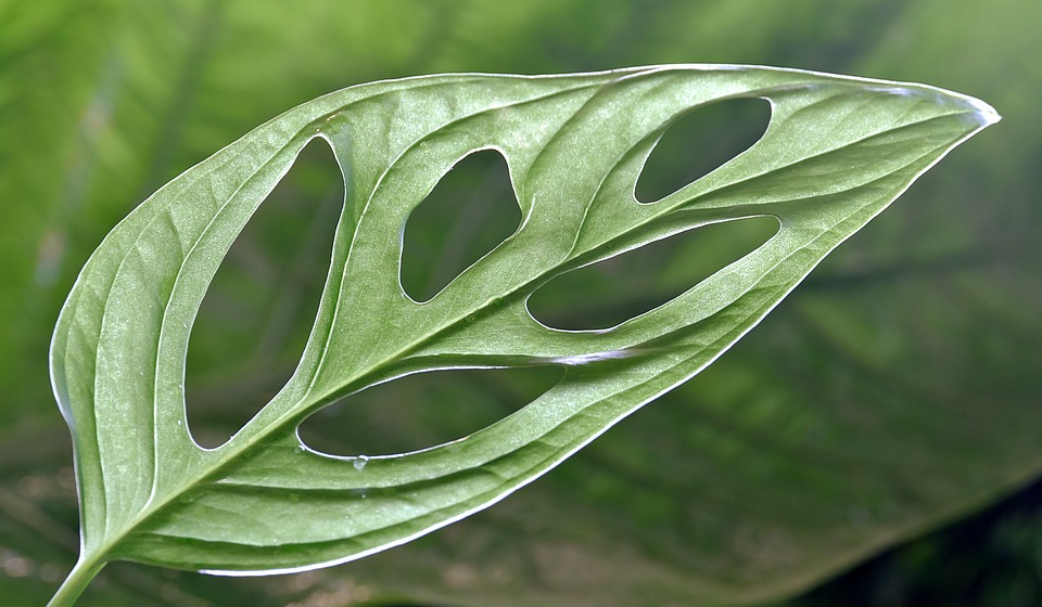 Monstera Leaf Nature - Free photo on Pixabay - Pixabay