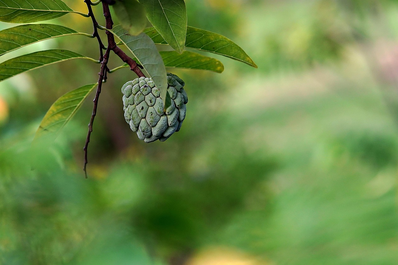 200+ Free Custard & Custard Apple Images - Pixabay