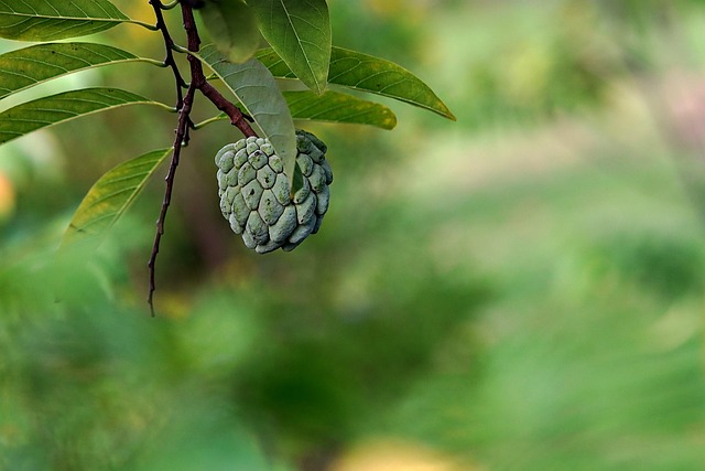 10,000+ Free Custard Apple & Fruit Images - Pixabay