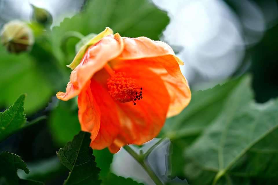 Flora Flower Nature Orange - Free photo on Pixabay