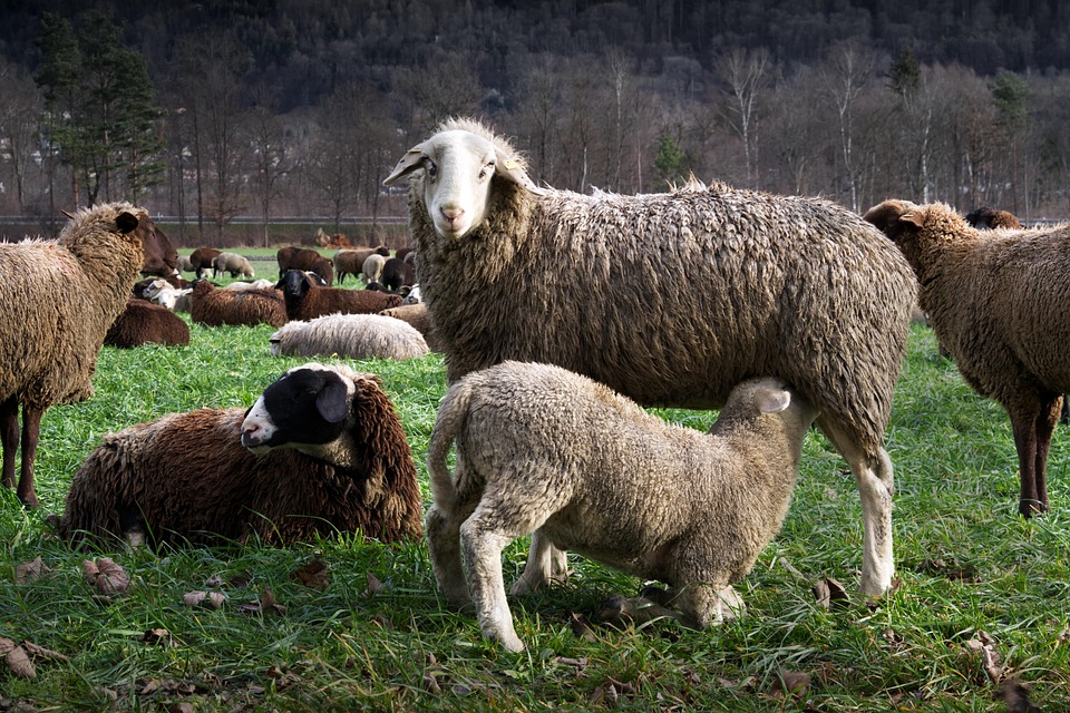 Troupeau De Moutons Le Mouton - Photo gratuite sur Pixabay