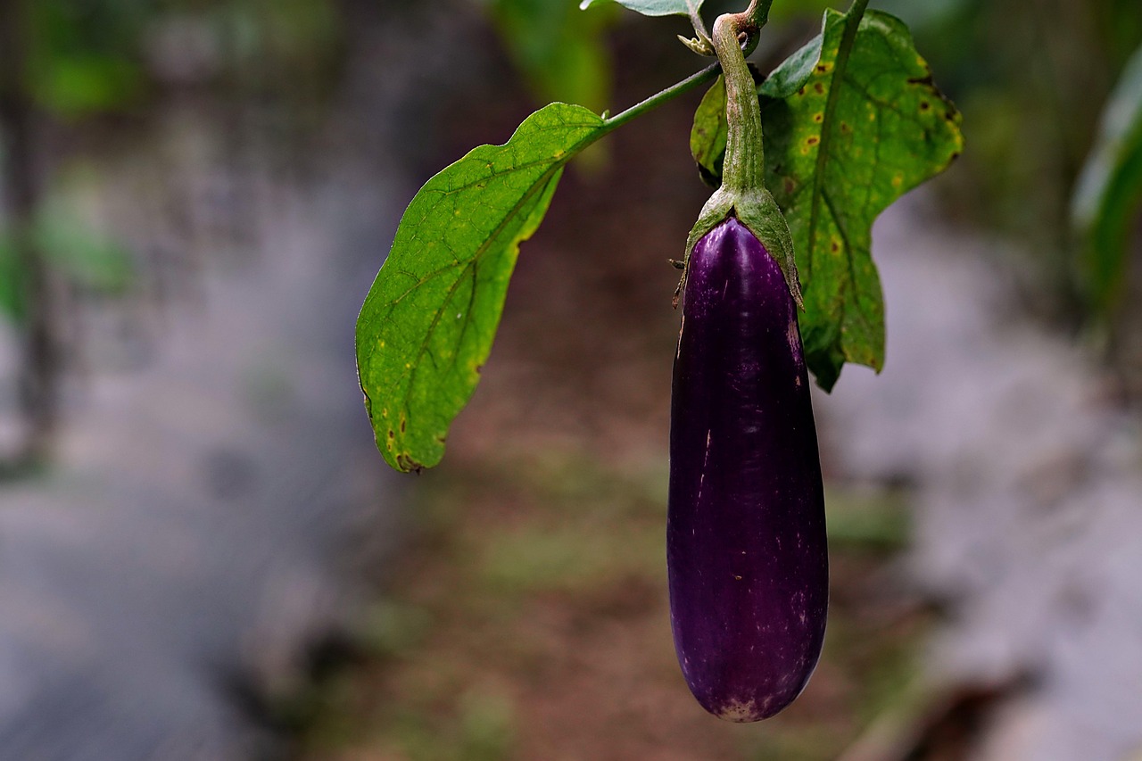 Eggplant Vegetable Edible Food - Free photo on Pixabay