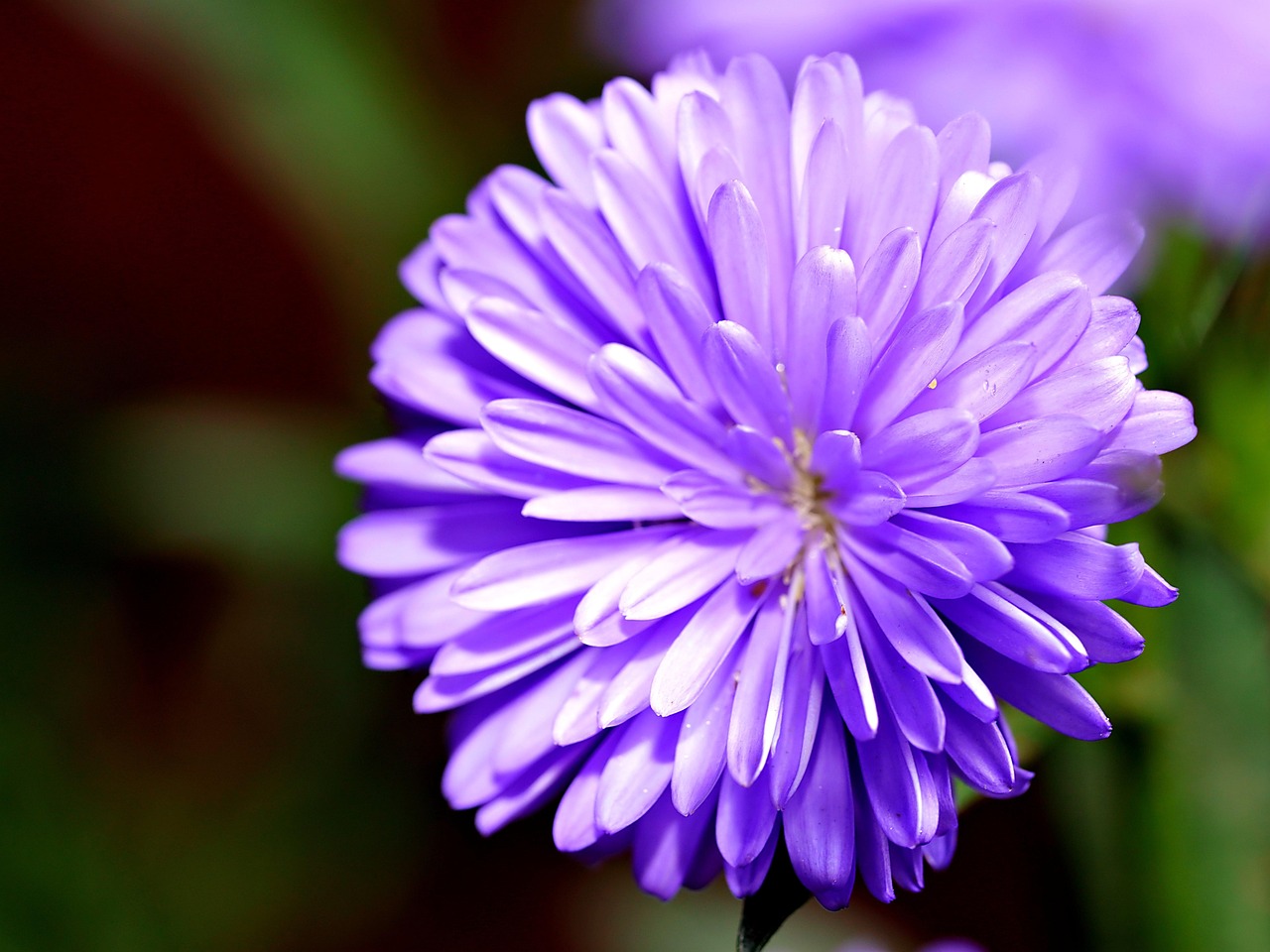 7+ Free 피콕 & Landing Page Images - Pixabay