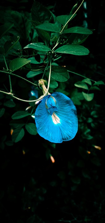 Butterfly Pea Flower Plant - Free photo on Pixabay - Pixabay