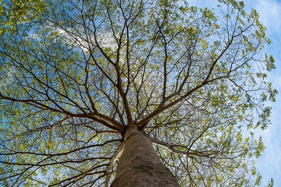 Tree Branches Leaves - Free photo on Pixabay - Pixabay