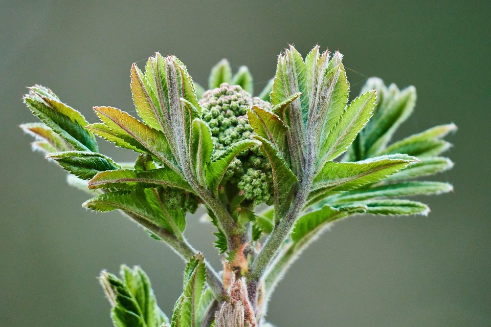 Plant Spring Green - Free photo on Pixabay