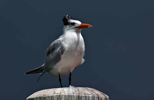 Bird Royal Tern Sea - Free photo on Pixabay