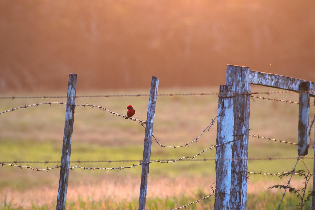 Bird Vermillion Fly Catcher Fence - Free photo on Pixabay
