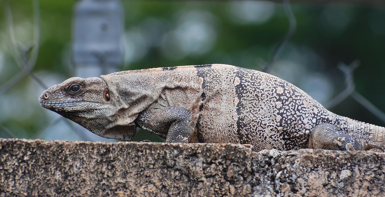 Iguana Reptile Animal - Free photo on Pixabay