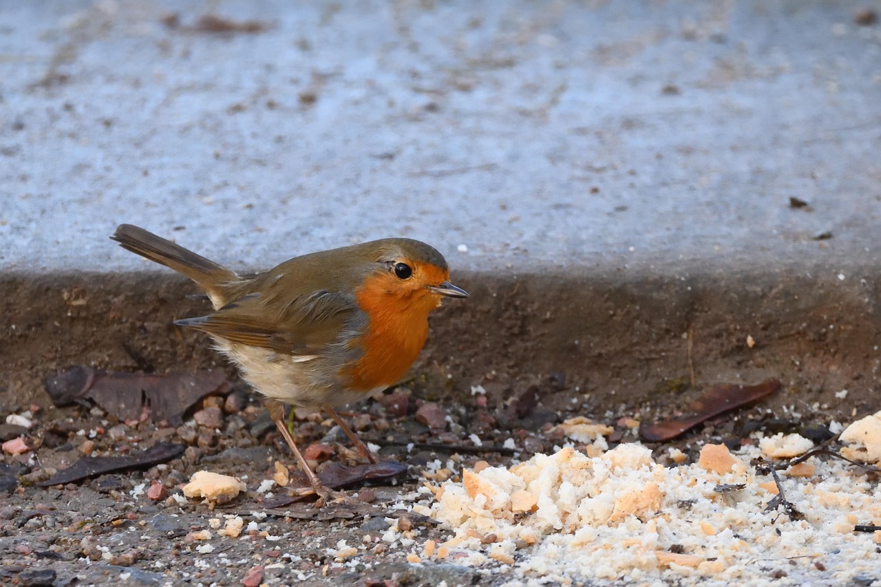 Robin Songbird Feed - Free photo on Pixabay
