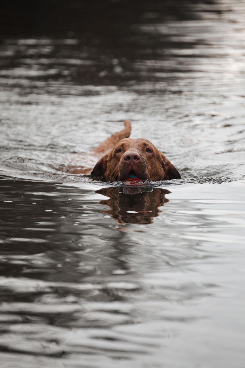 Dog Swim Lake - Free photo on Pixabay
