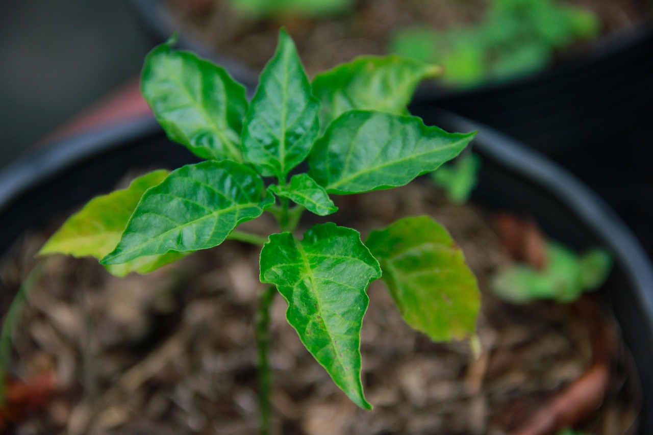 Plant Leaves Seedling - Free photo on Pixabay - Pixabay