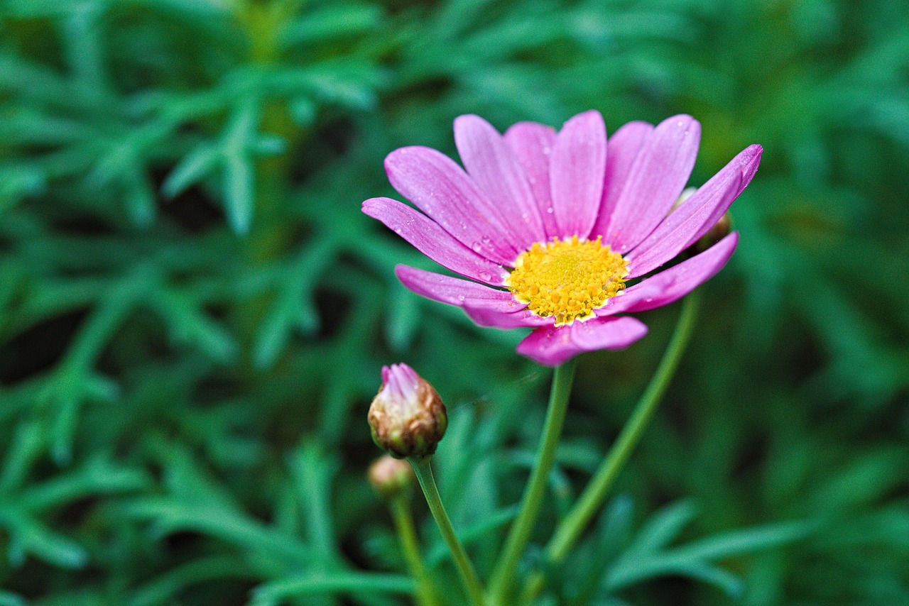 Margaret Coloré Macro - Photo gratuite sur Pixabay - Pixabay